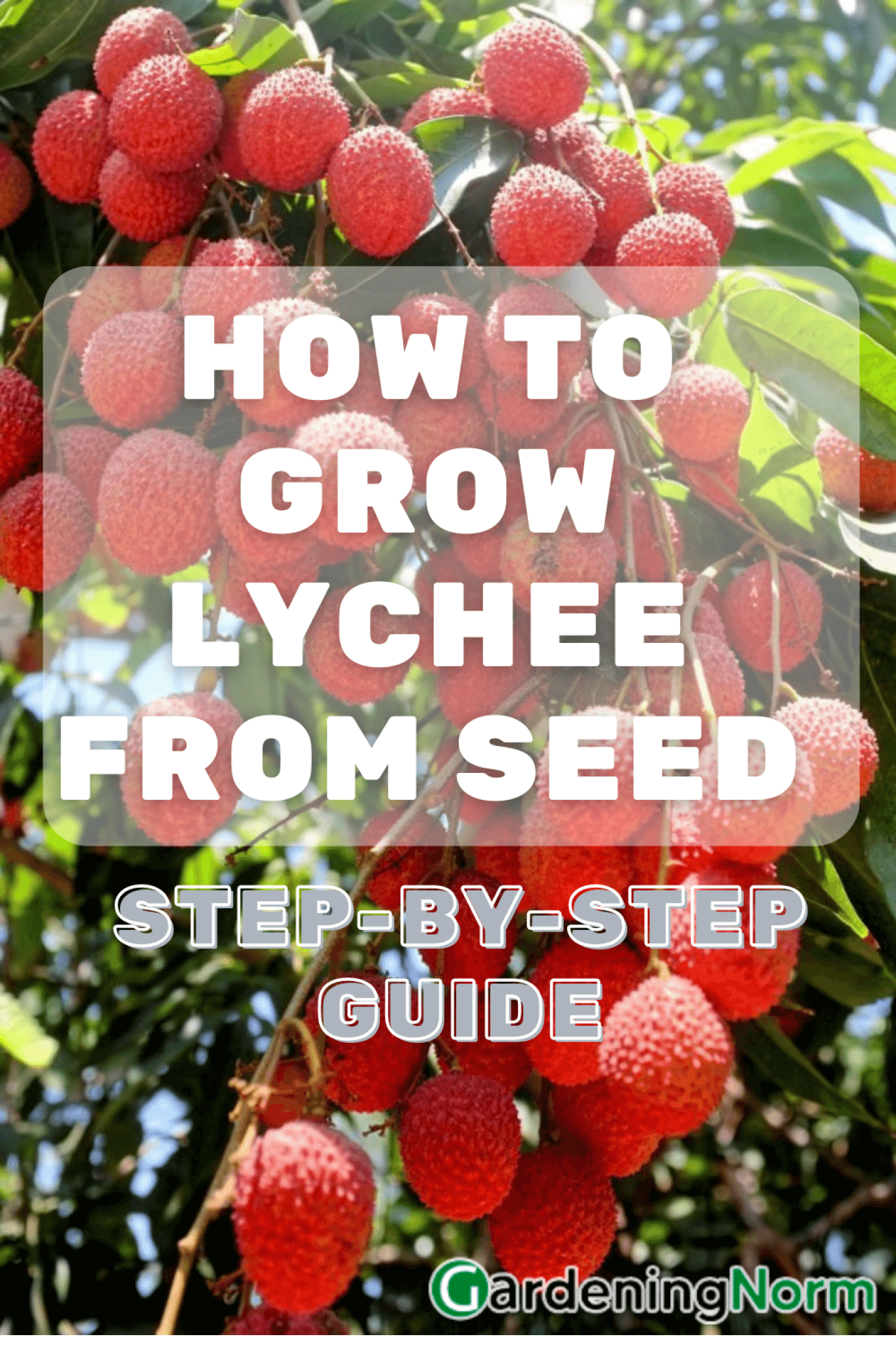 🌱How To Grow Lychee: Step-by-step Guide