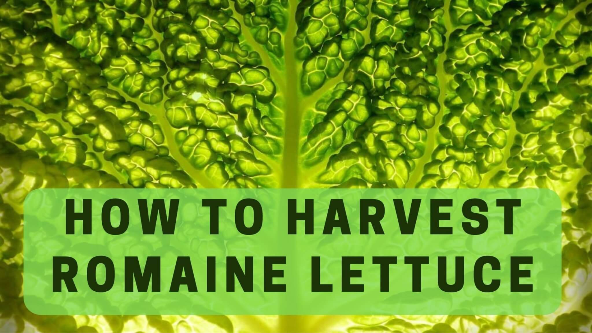 🥗How To Harvest Romaine Lettuce - Step-by-step Guide