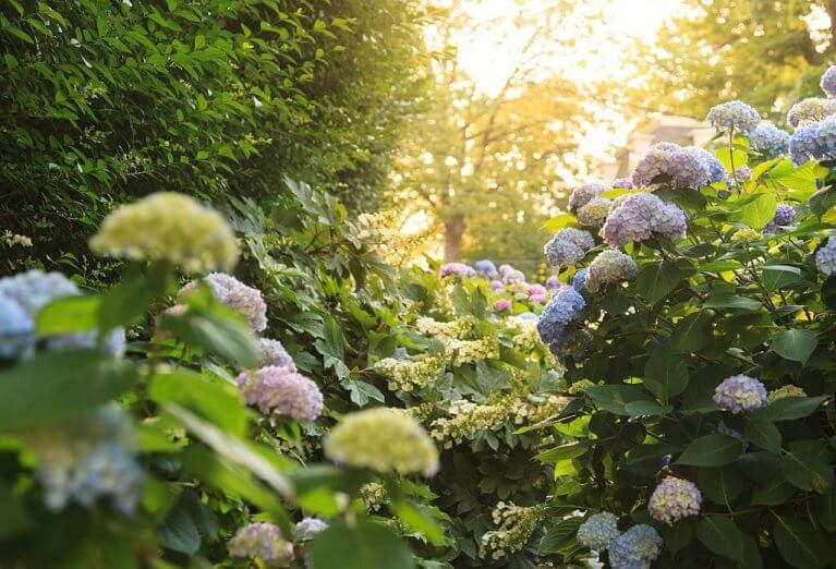 🌺How Much Sun Do Hydrangeas Need: A Detailed Guide 2023
