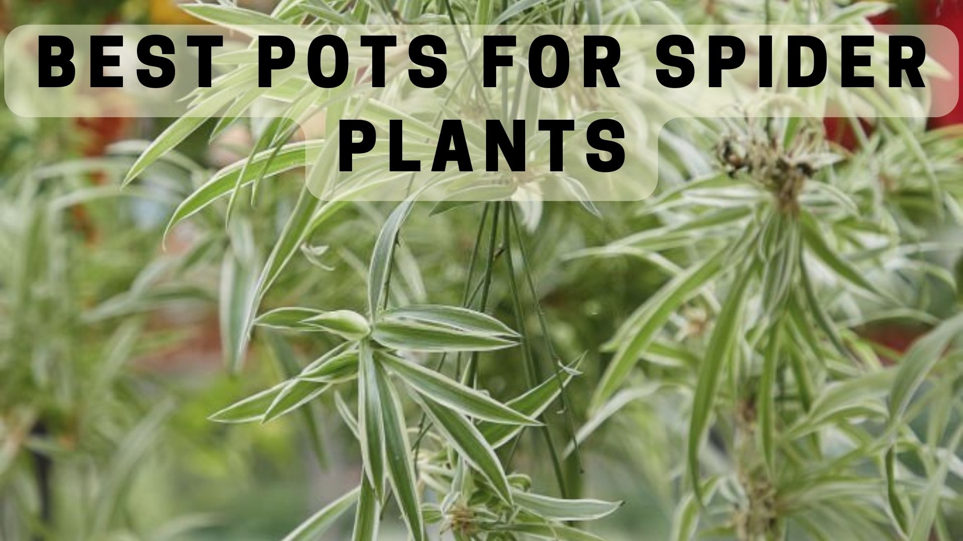🌿4 Best Pots For Spider Plants In 2023