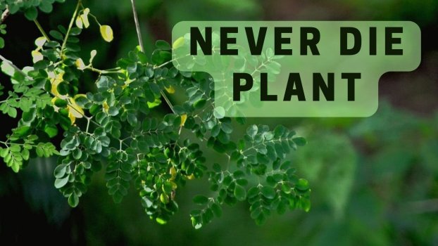 🍃Never Die Plant: Interesting Facts