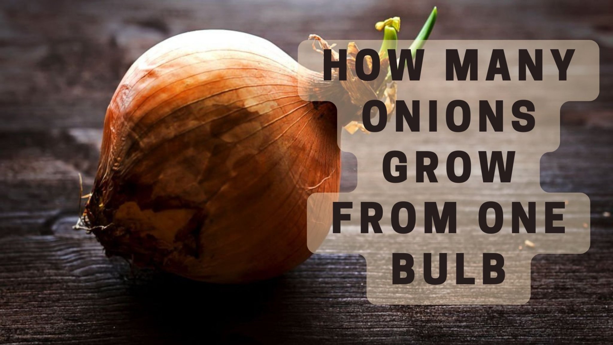 How Many Onions Grow From One Bulb: A Detailed Guide