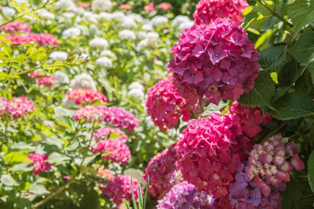 🌺How Much Sun Do Hydrangeas Need: A Detailed Guide 2023