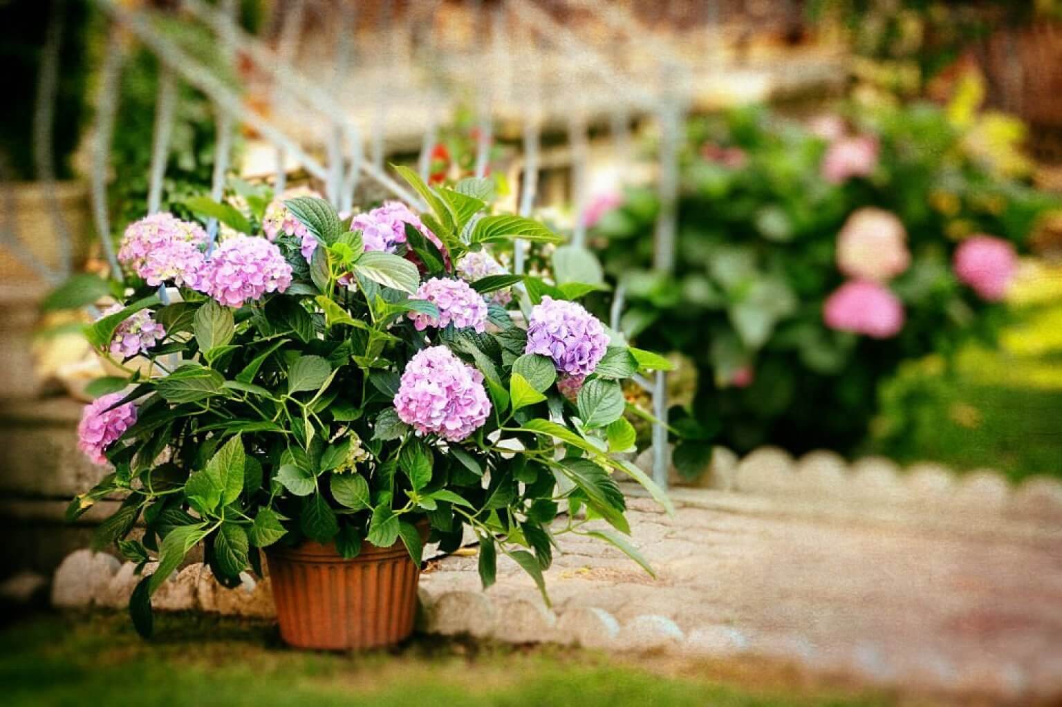 🌺How Much Sun Do Hydrangeas Need: A Detailed Guide 2023