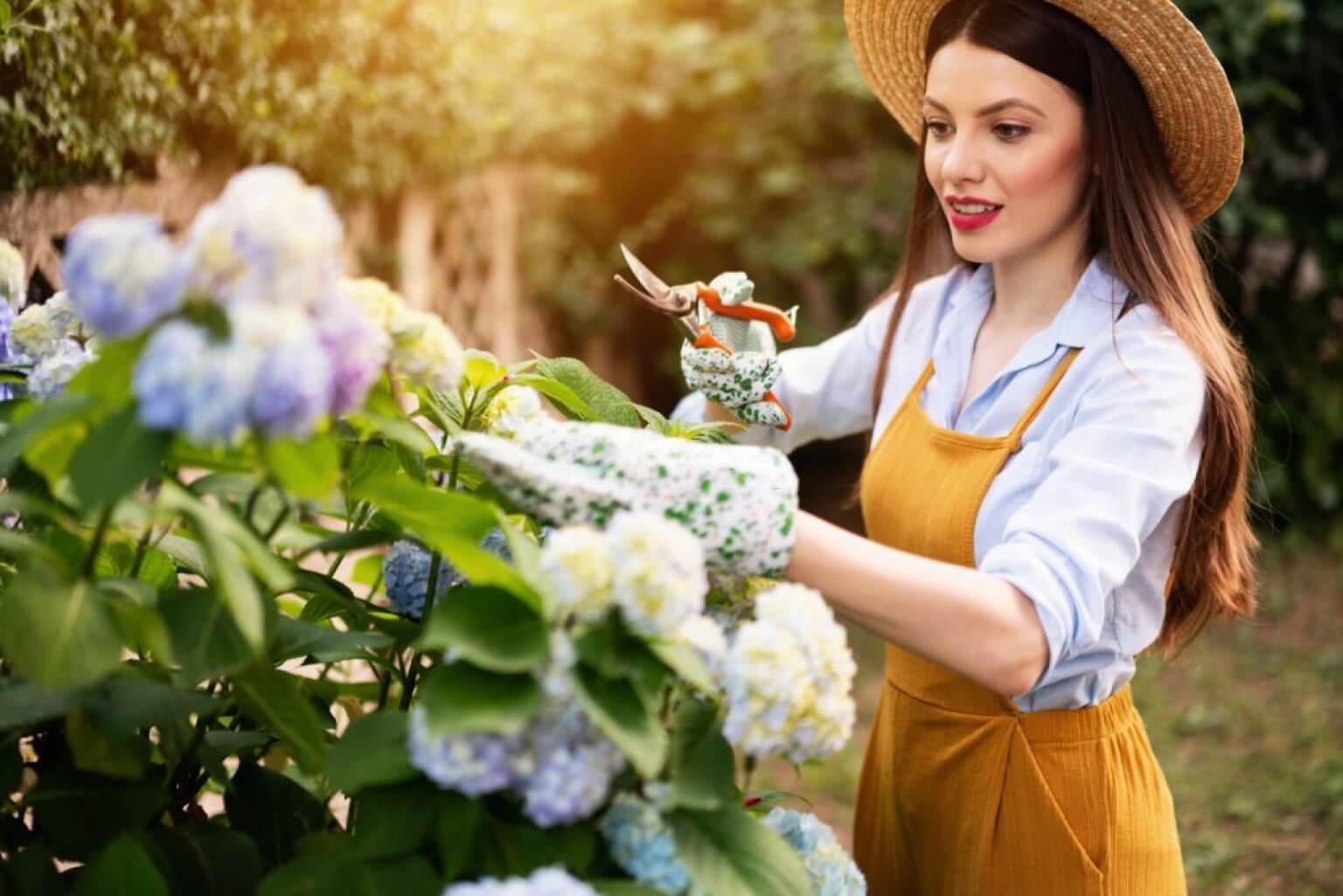 🌺How Much Sun Do Hydrangeas Need: A Detailed Guide 2023
