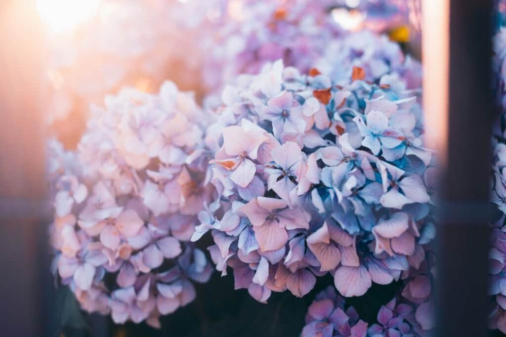 🌺How Much Sun Do Hydrangeas Need: A Detailed Guide 2023