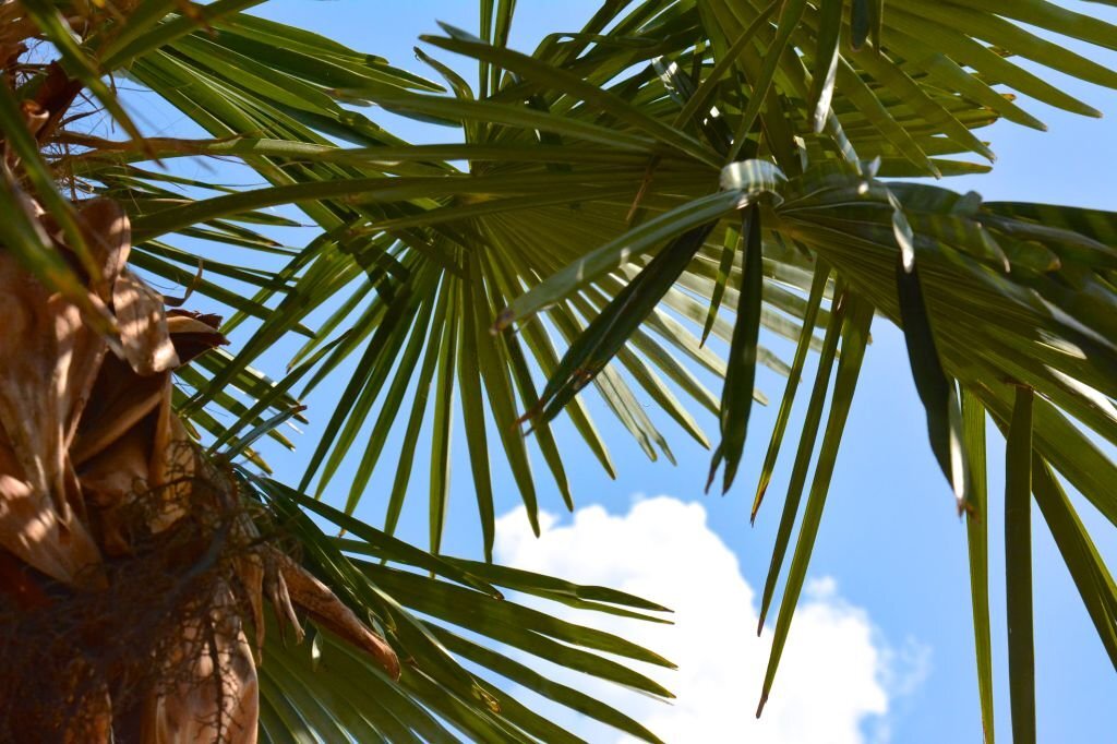 🌴7 Best Pole Saw For Palm Trees In 2023