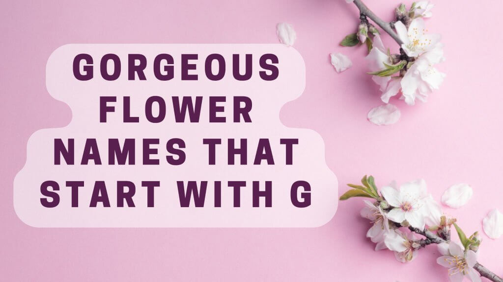 💐Gorgeous Flowers that Start with G