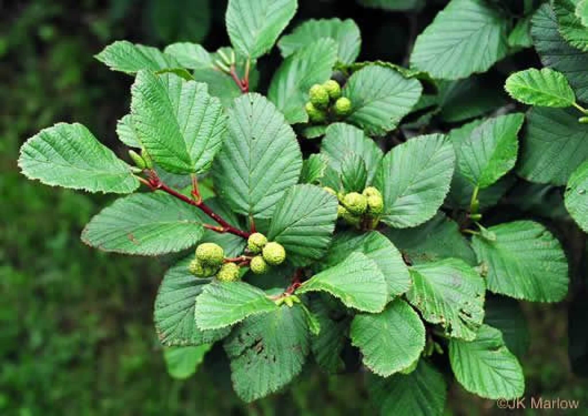 🌱Alaska native plants: Landscape, Flowers, Wildlife, and Exotic alaskan ...