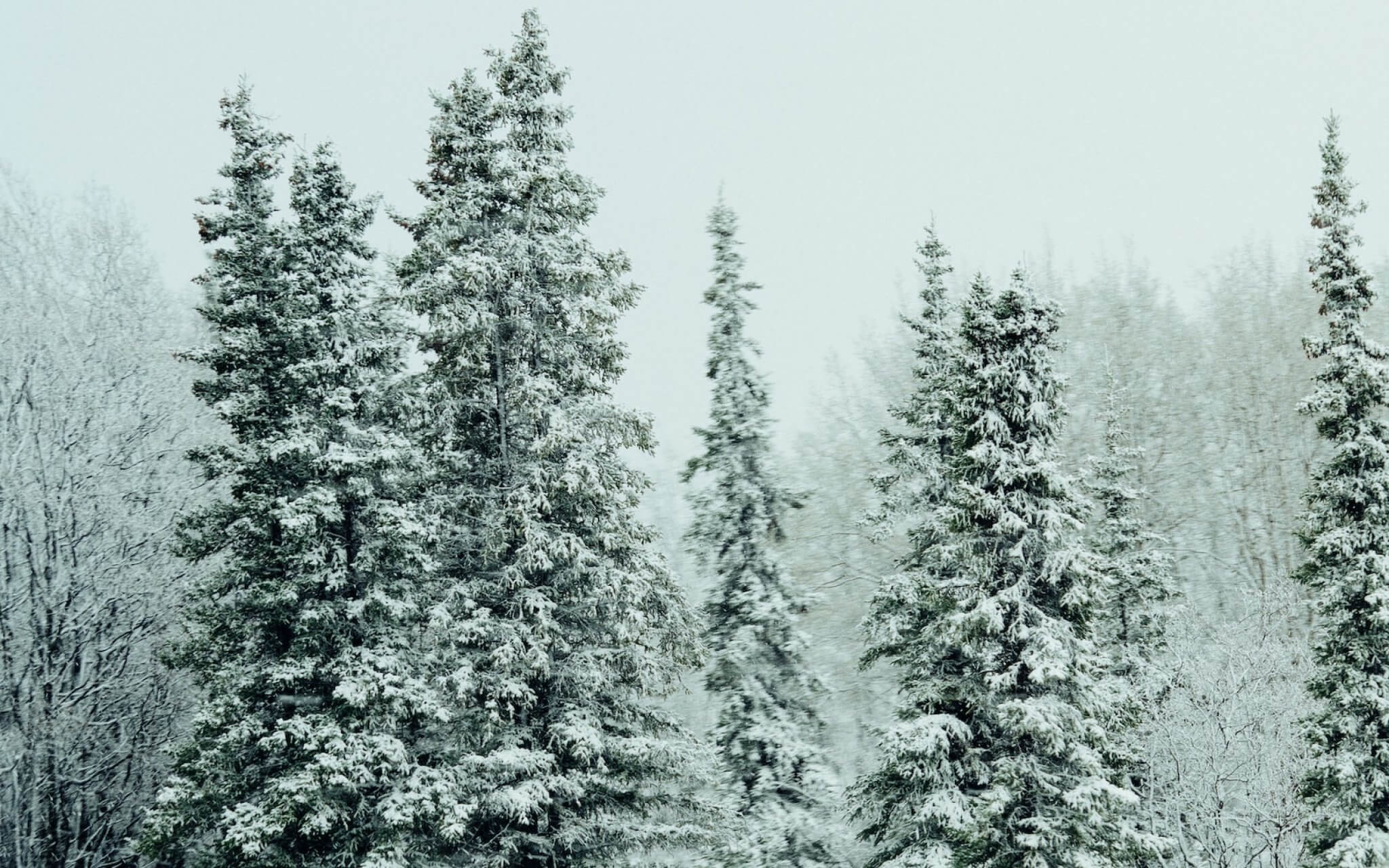 🌱Alaska native plants: Landscape, Flowers, Wildlife, and Exotic alaskan ...