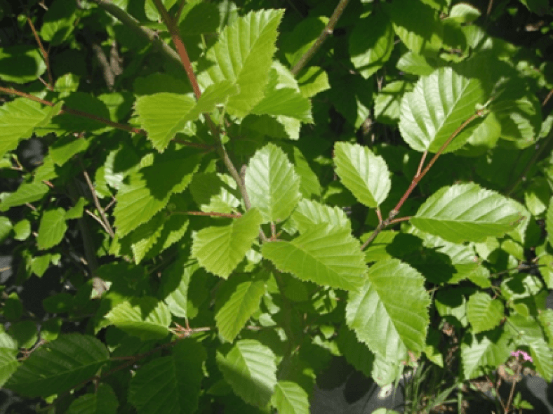 🌱Alaska native plants: Landscape, Flowers, Wildlife, and Exotic alaskan ...