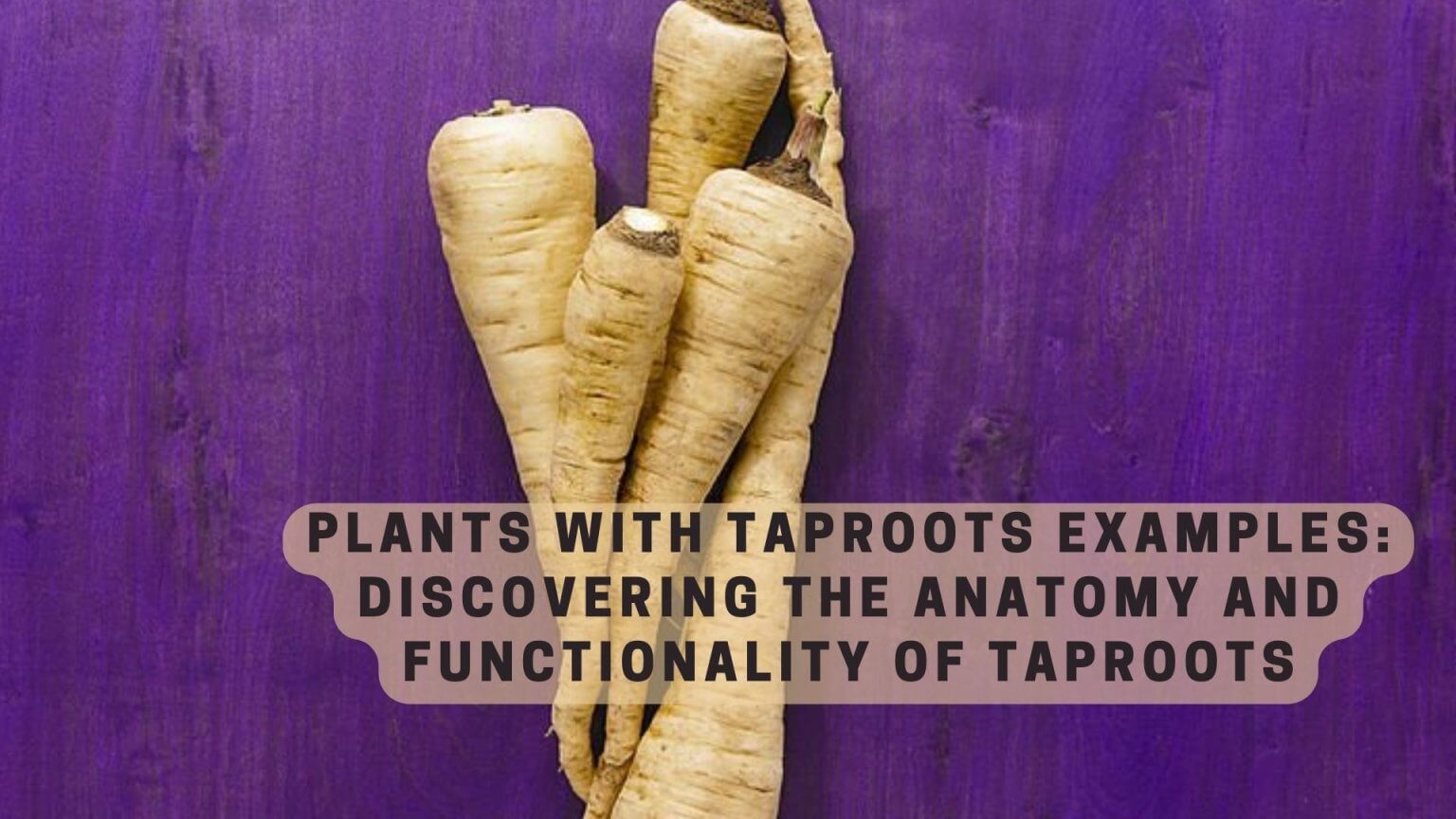 🥕Exploring Taproot Plants: Definition, Examples, and Benefits