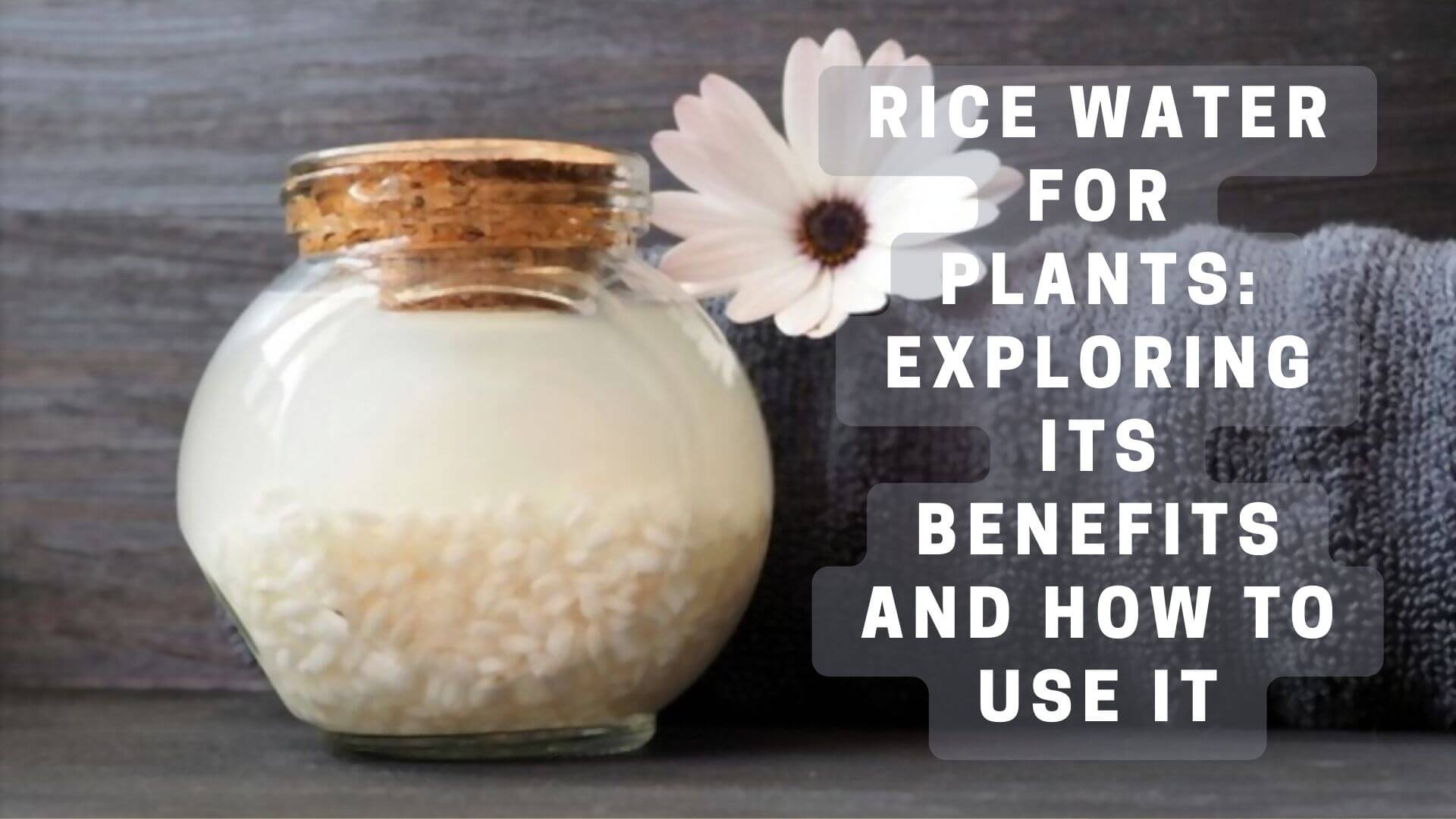 🌾Rice Water: The Secret Weapon for Healthier Plants